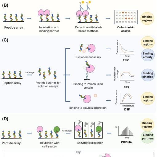 Peptide libraries: from epitope mapping to in-depth